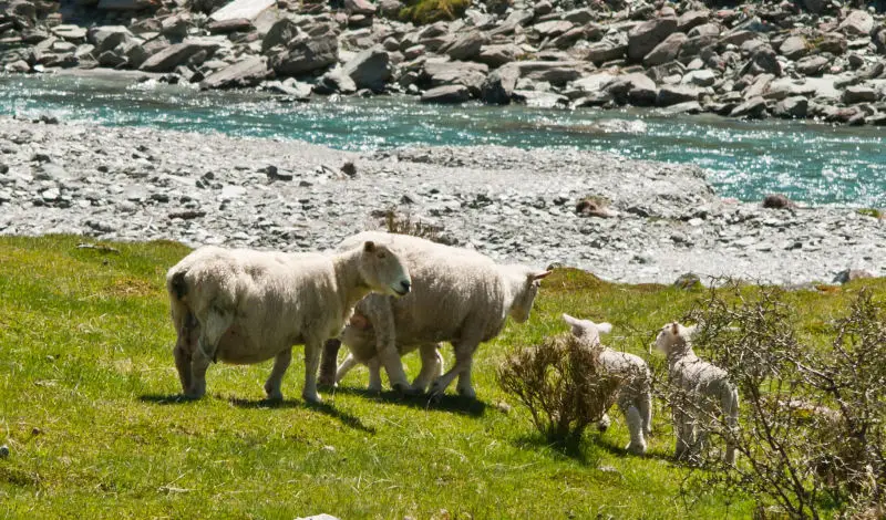 Domestic Sheep - Facts, Diet, Habitat & Pictures on Animalia.bio