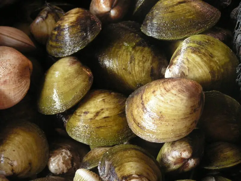 Venerupis philippinarum - Facts, Diet, Habitat & Pictures on Animalia.bio