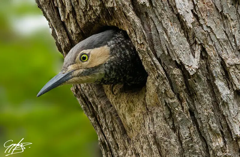 Colaptes pitius - факти, дієта, ареал і фотографії на Animalia.bio