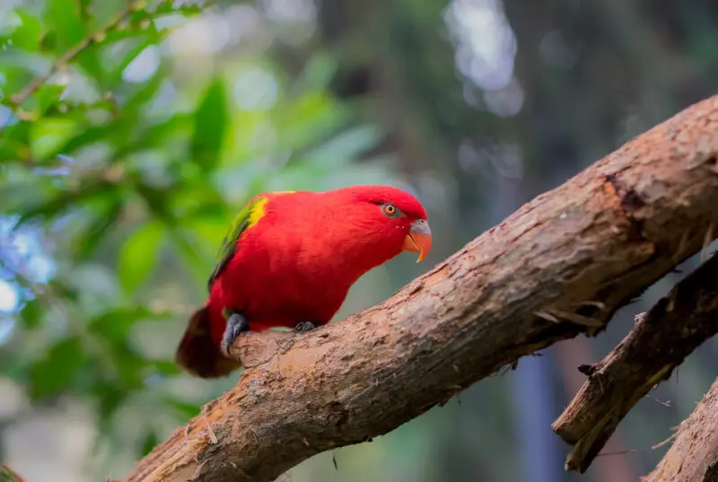 Chattering lory - Facts, Diet, Habitat & Pictures on Animalia.bio