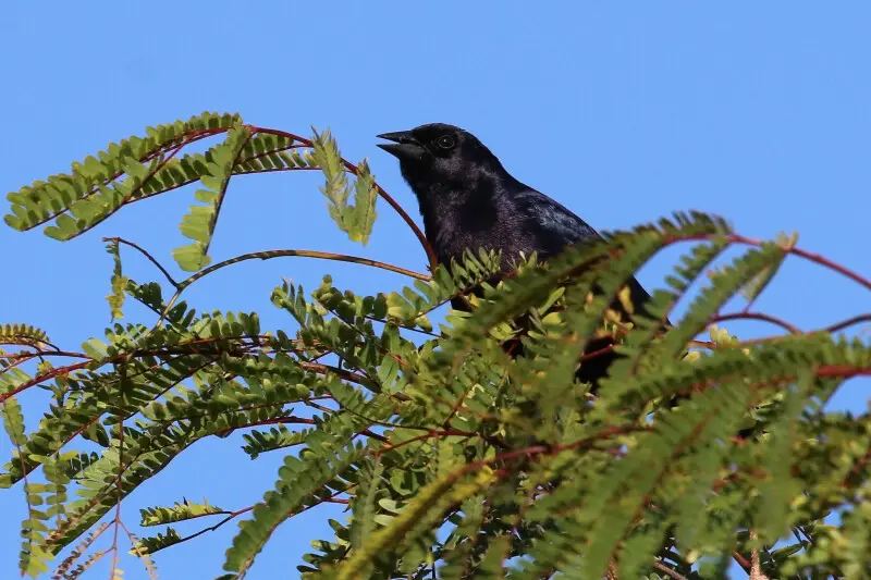 Shiny cowbird - Facts, Diet, Habitat & Pictures on Animalia.bio