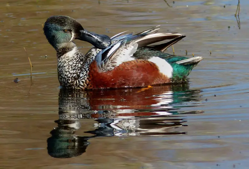 Australasian shoveler - Facts, Diet, Habitat & Pictures on Animalia.bio