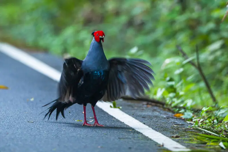 Siamese fireback - Facts, Diet, Habitat & Pictures on Animalia.bio