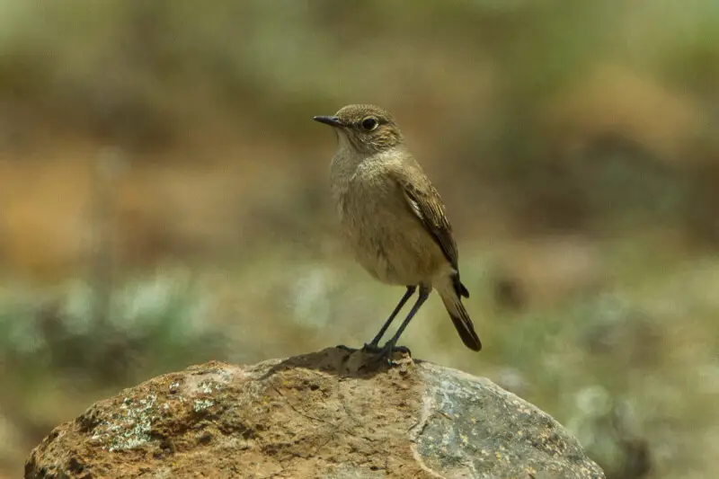 Sickle-winged chat - Facts, Diet, Habitat & Pictures on Animalia.bio