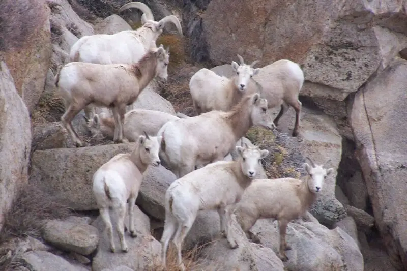 Sierra Nevada bighorn sheep - Facts, Diet, Habitat & Pictures on ...