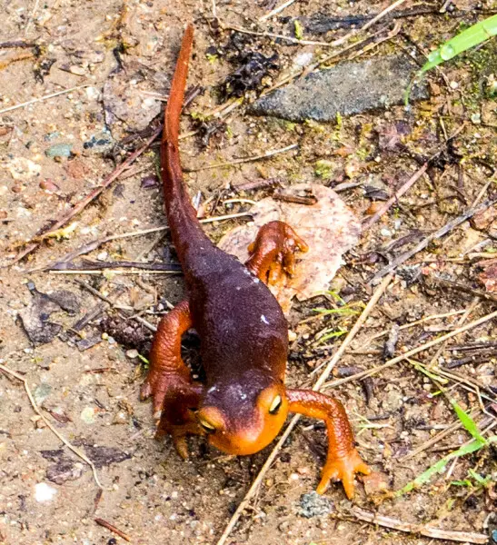 Sierra newt - Facts, Diet, Habitat & Pictures on Animalia.bio