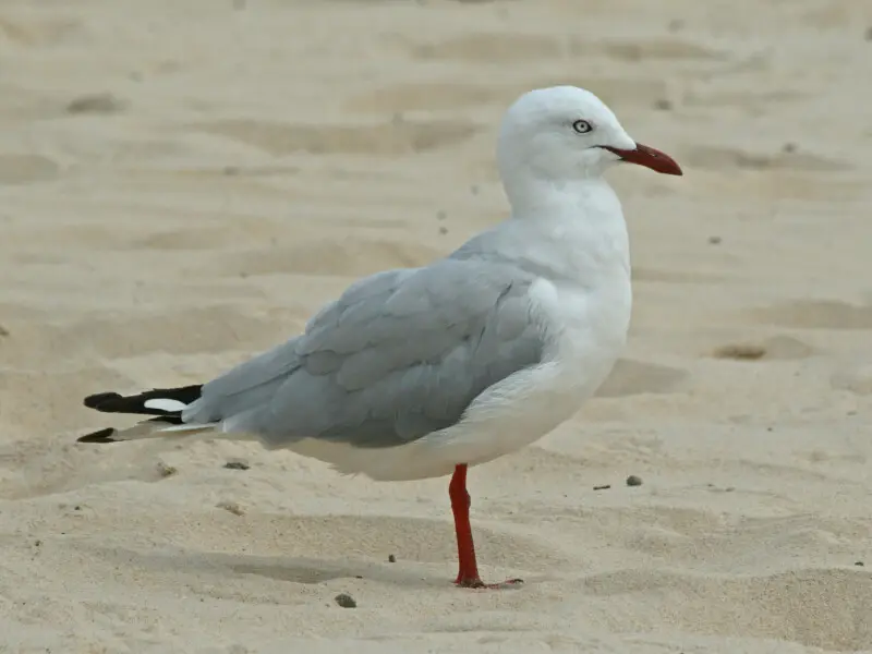 Silver gull - Facts, Diet, Habitat & Pictures on Animalia.bio