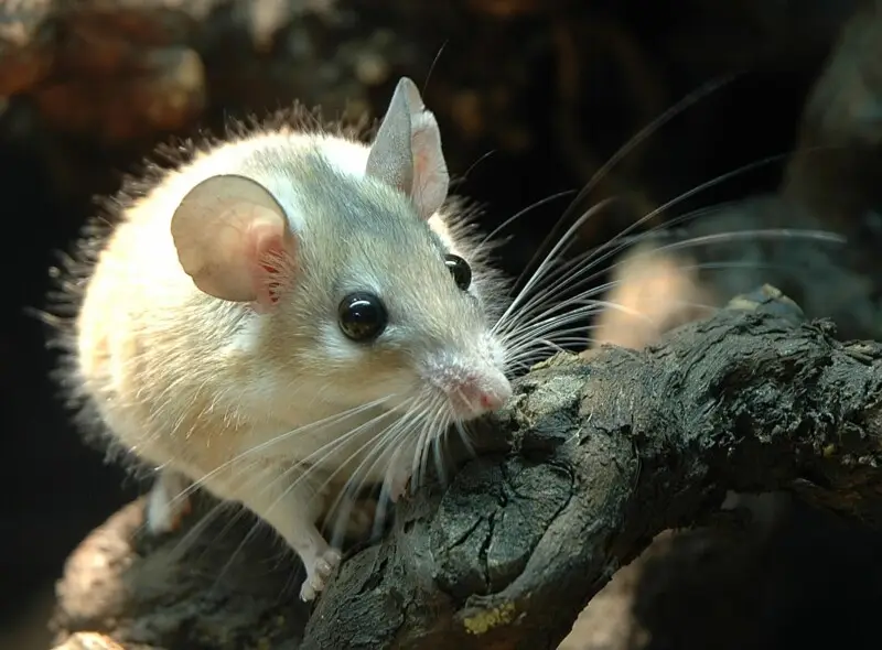 Eastern spiny mouse - Facts, Diet, Habitat & Pictures on Animalia.bio