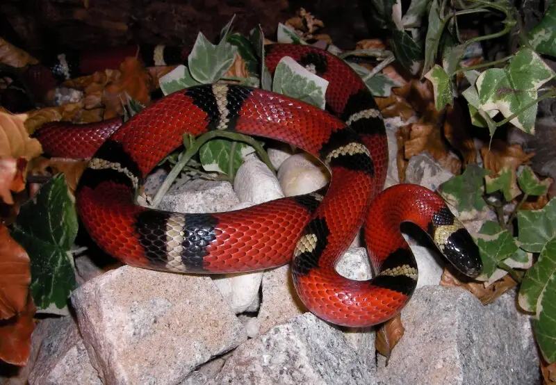 Sinaloan milk snake - Facts, Diet, Habitat & Pictures on Animalia.bio