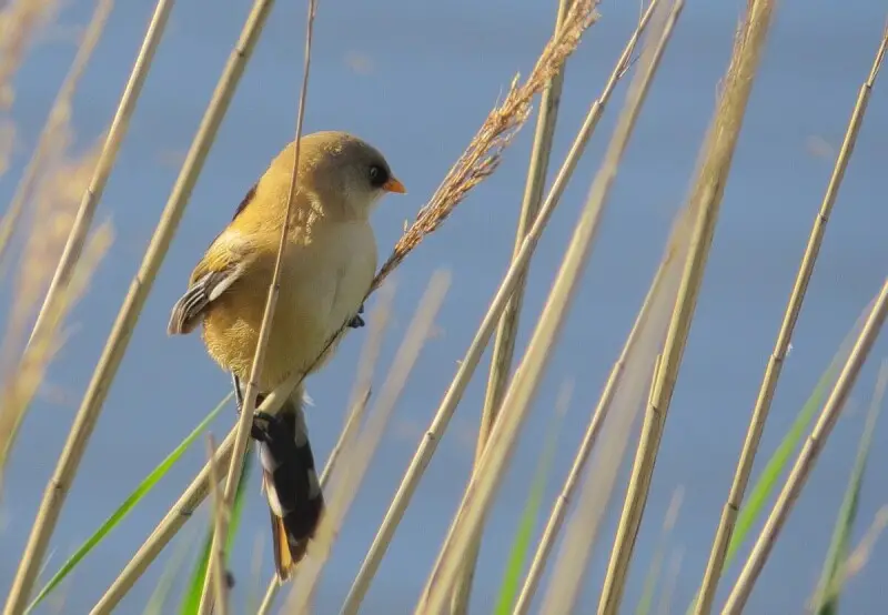 Bearded reedling - Facts, Diet, Habitat & Pictures on Animalia.bio