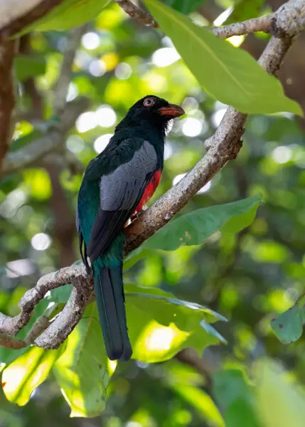 Slaty-tailed trogon - Facts, Diet, Habitat & Pictures on Animalia.bio