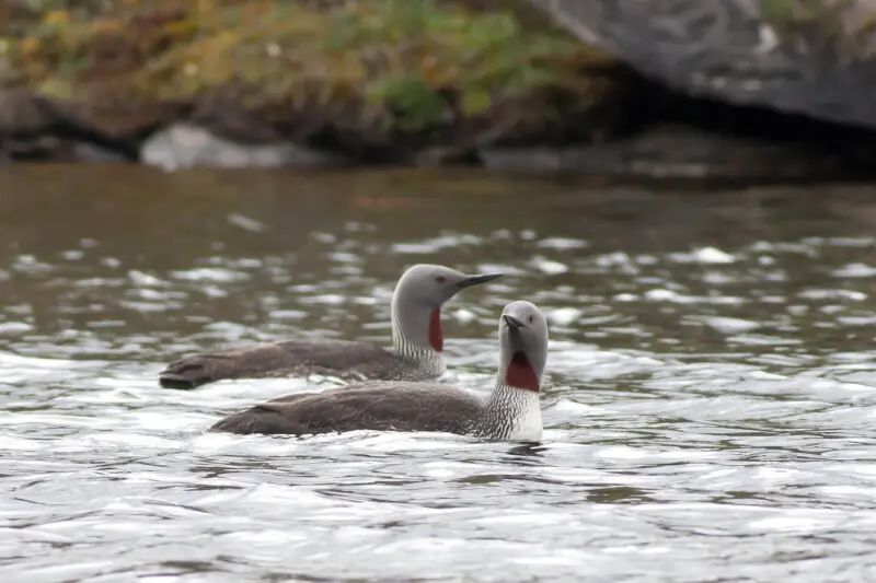 Red-throated loon - Facts, Diet, Habitat & Pictures on Animalia.bio