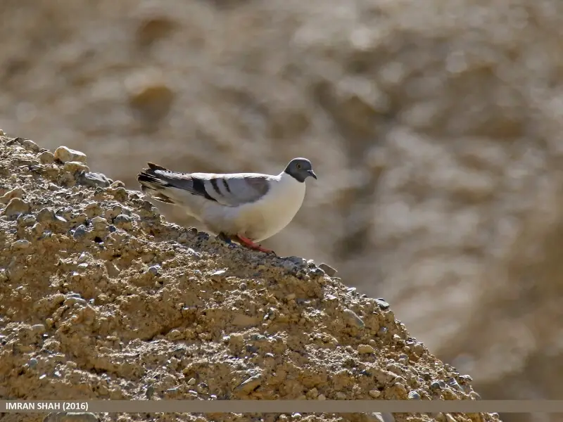 Snow pigeon - Facts, Diet, Habitat & Pictures on Animalia.bio