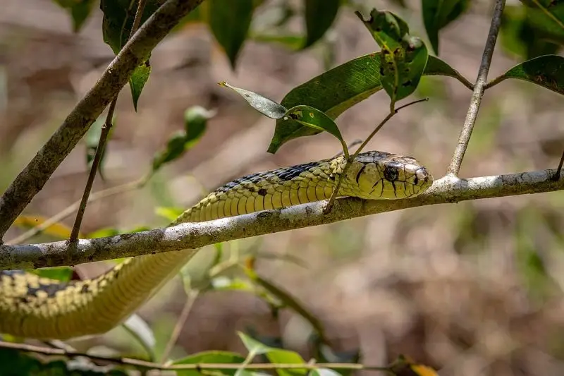 Chicken Snake - Facts, Diet, Habitat & Pictures on Animalia.bio