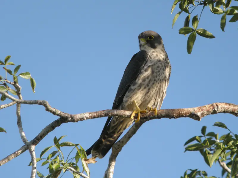 Sooty falcon - Facts, Diet, Habitat & Pictures on Animalia.bio