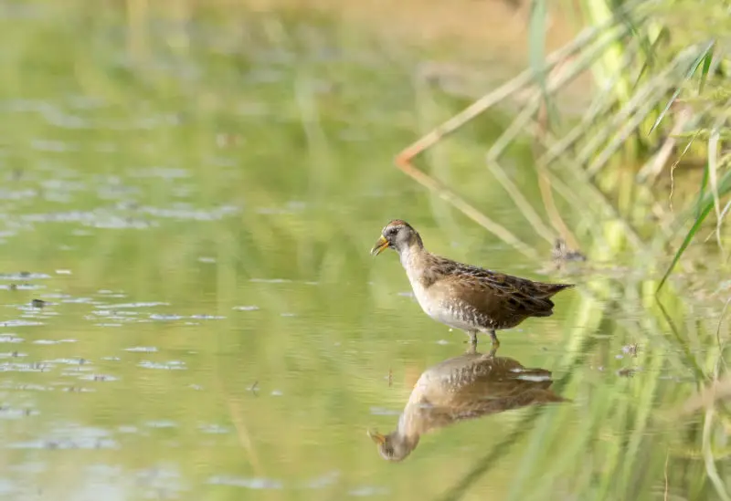 Sora - Facts, Diet, Habitat & Pictures on Animalia.bio