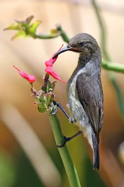 Souimanga sunbird - Facts, Diet, Habitat & Pictures on Animalia.bio
