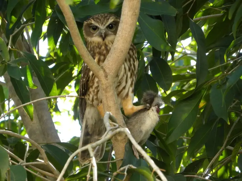 Australian boobook - Facts, Diet, Habitat & Pictures on Animalia.bio