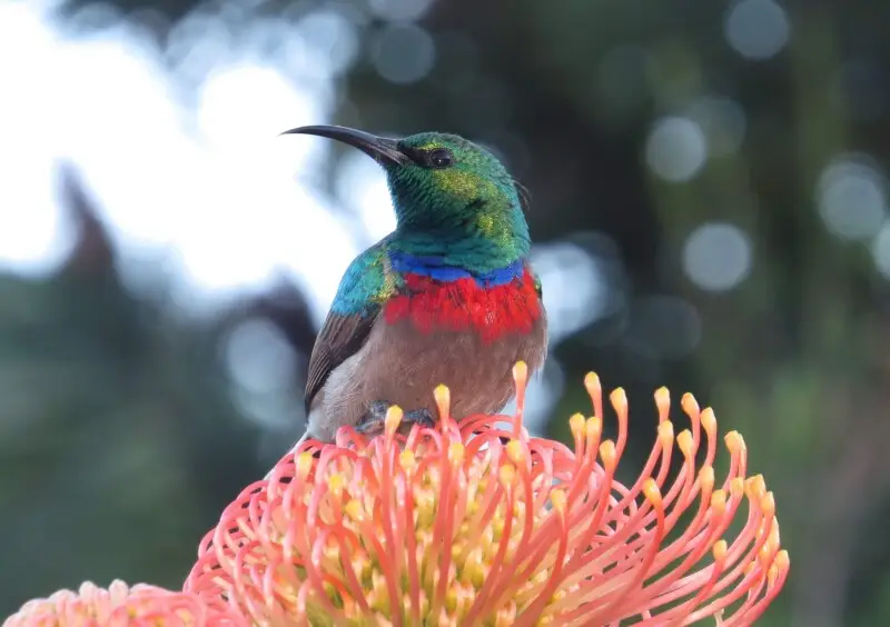 Southern double-collared sunbird - Facts, Diet, Habitat & Pictures on ...