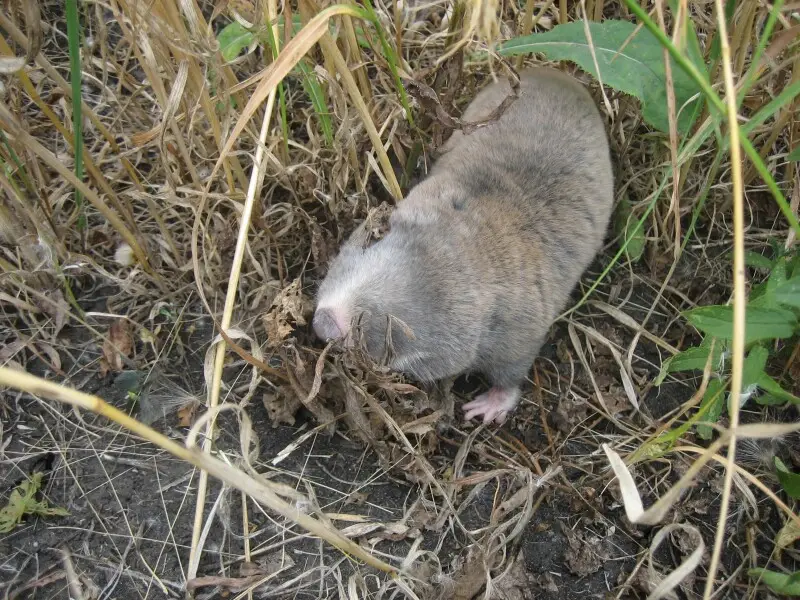Greater mole-rat - Facts, Diet, Habitat & Pictures on Animalia.bio