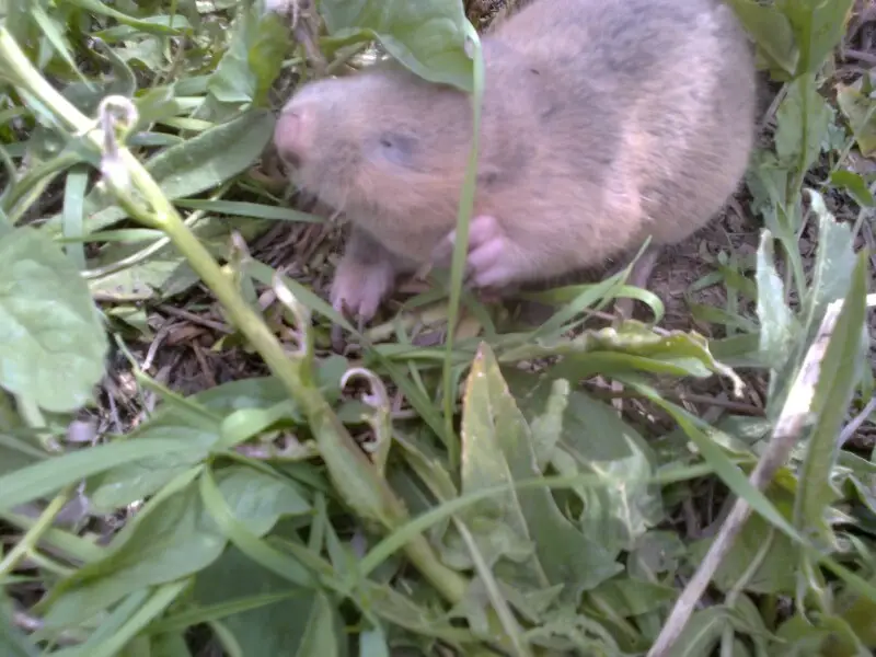 Greater mole-rat - Facts, Diet, Habitat & Pictures on Animalia.bio