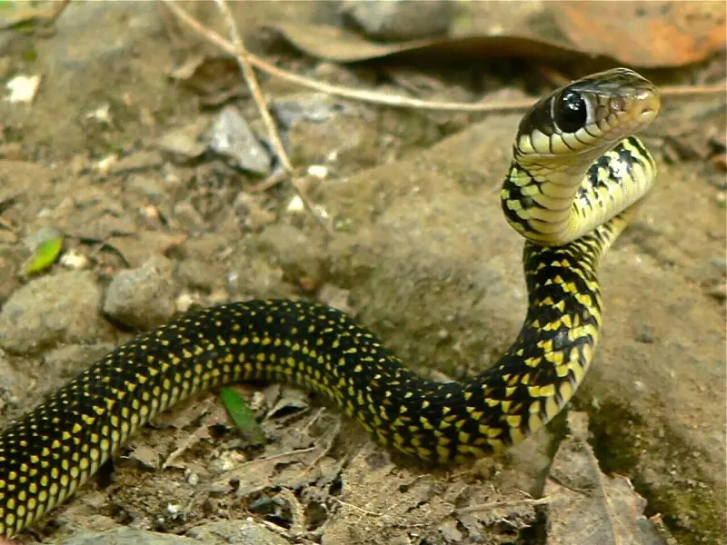 Drymobius margaritiferus - Facts, Diet, Habitat & Pictures on Animalia.bio