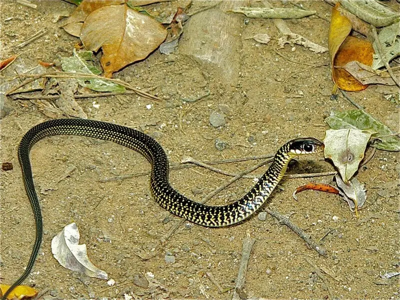 Drymobius margaritiferus - Facts, Diet, Habitat & Pictures on Animalia.bio