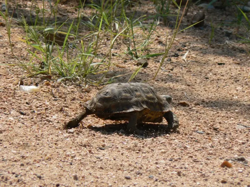 Speke's hinge-back tortoise - Facts, Diet, Habitat & Pictures on ...