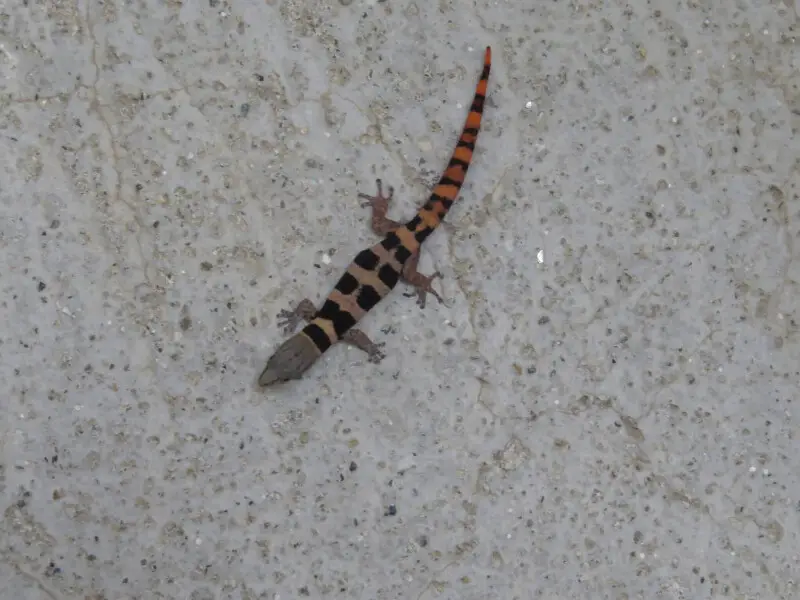 Sphaerodactylus glaucus - факти, дієта, ареал і фотографії на Animalia.bio