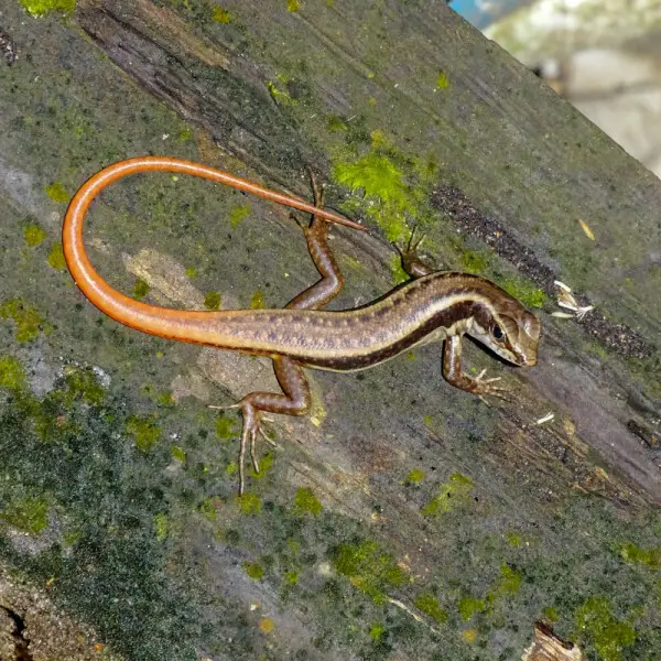 Sphenomorphus dussumieri - Faits, Alimentation, Habitat & Photos sur ...