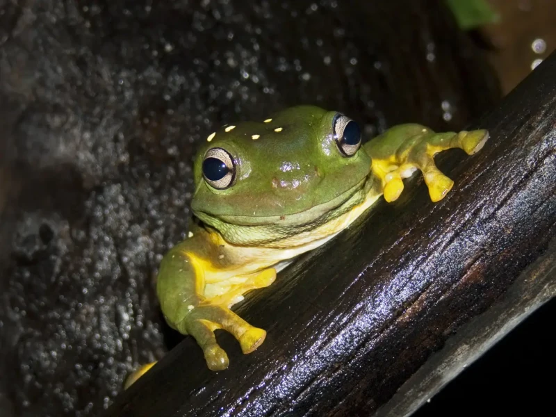 Magnificent tree frog - Facts, Diet, Habitat & Pictures on Animalia.bio