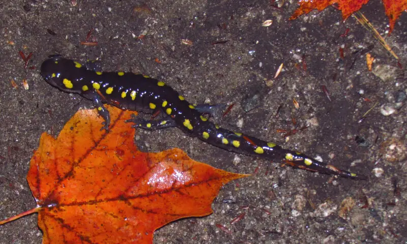 Spotted salamander - Facts, Diet, Habitat & Pictures on Animalia.bio