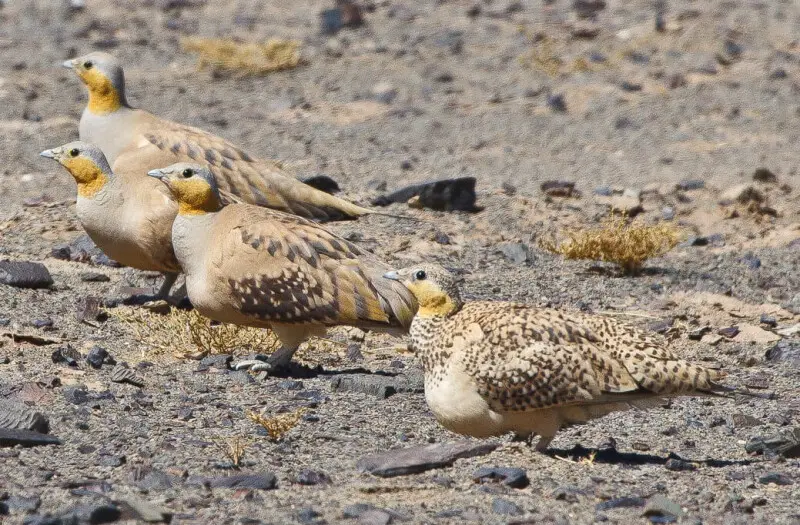 Рябок сенегальський - факти, дієта, ареал і фотографії на Animalia.bio