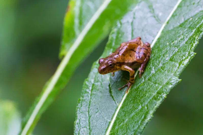 Spring peeper - Facts, Diet, Habitat & Pictures on Animalia.bio