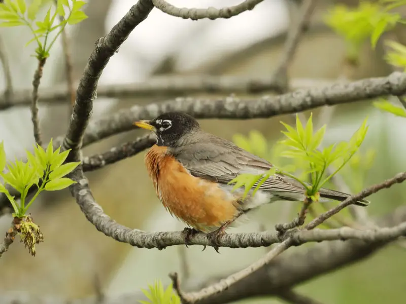 American Robin - Facts, Diet, Habitat & Pictures on Animalia.bio