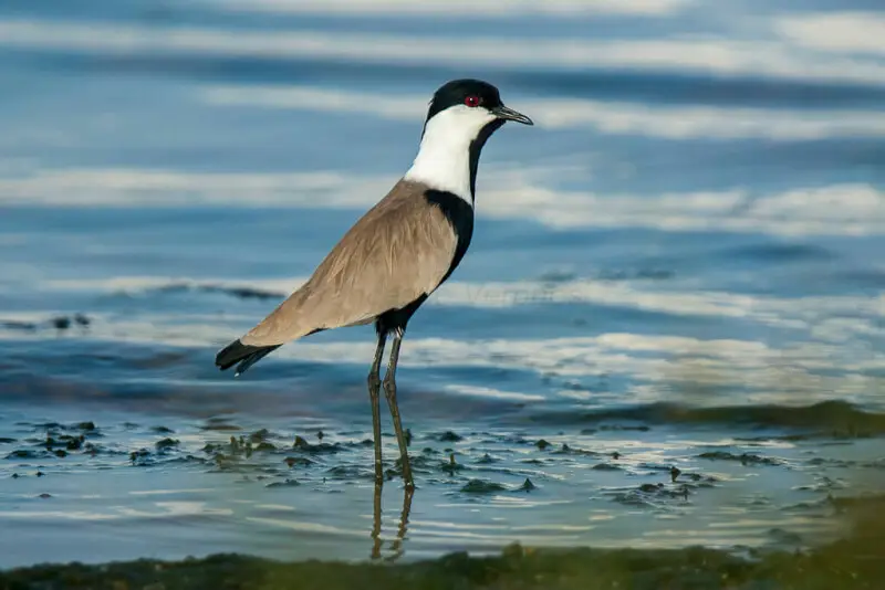 Spur-winged lapwing - Facts, Diet, Habitat & Pictures on Animalia.bio