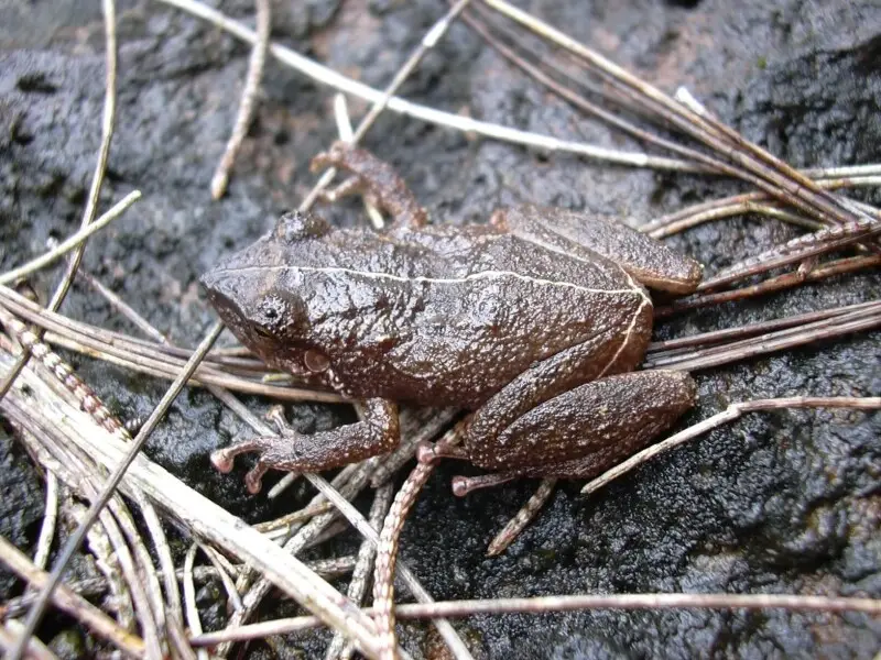 Common coquí - Facts, Diet, Habitat & Pictures on Animalia.bio