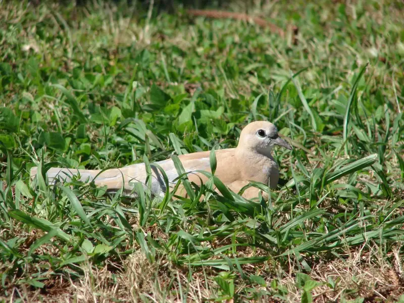 Barbary dove - Facts, Diet, Habitat & Pictures on Animalia.bio