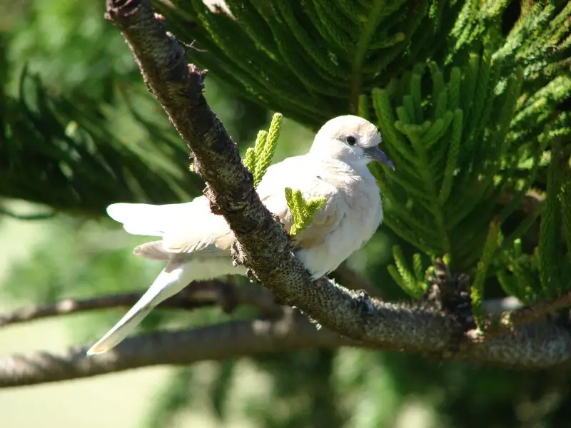 Barbary dove - Facts, Diet, Habitat & Pictures on Animalia.bio