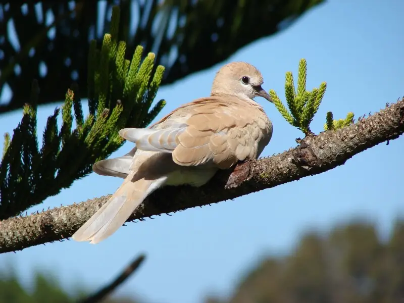 Barbary dove - Facts, Diet, Habitat & Pictures on Animalia.bio