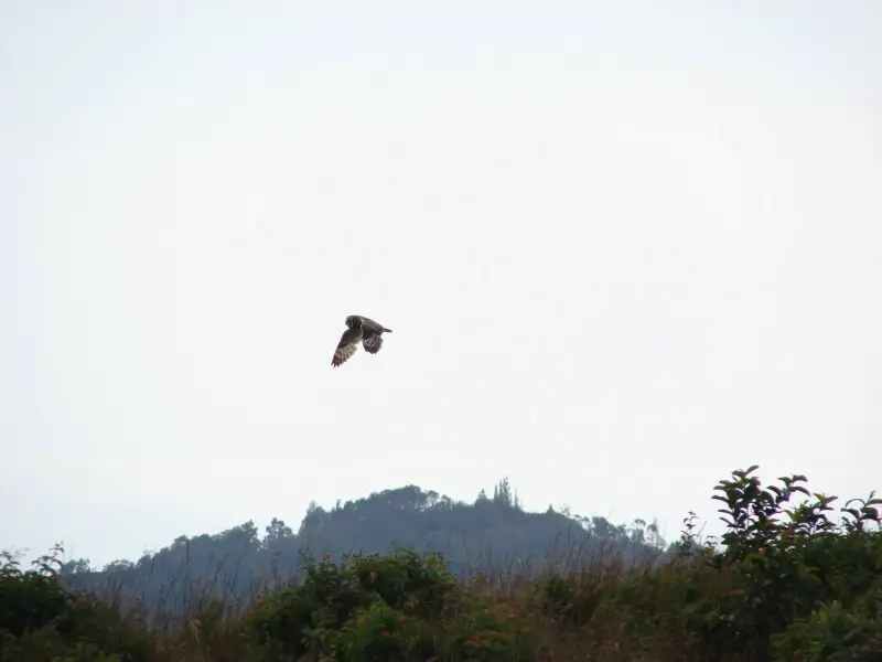 Pueo - Facts, Diet, Habitat & Pictures on Animalia.bio