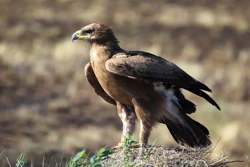 Steppe eagle - Facts, Diet, Habitat & Pictures on Animalia.bio