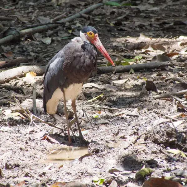 Storm's stork - Facts, Diet, Habitat & Pictures on Animalia.bio