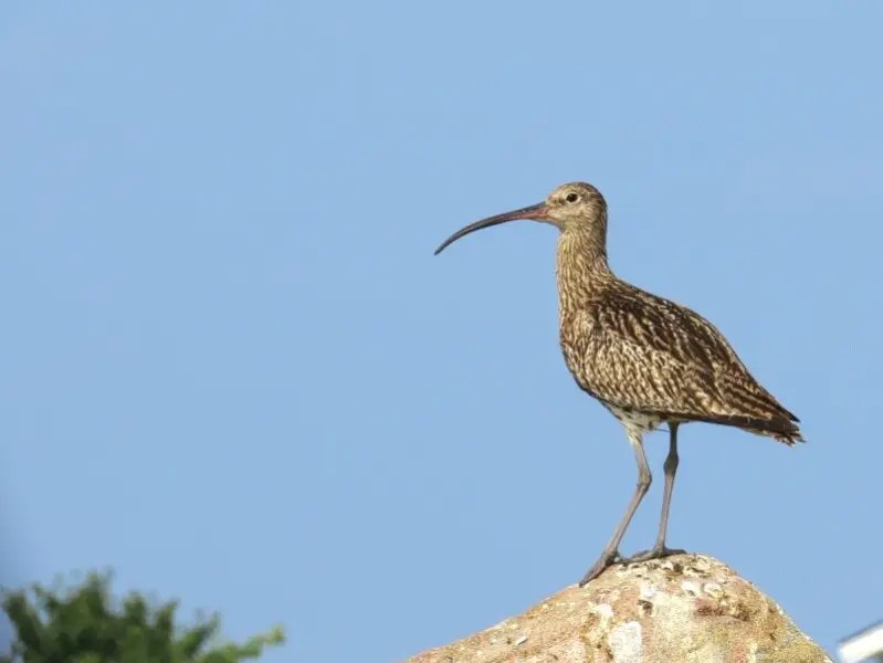 Eurasian curlew - Facts, Diet, Habitat & Pictures on Animalia.bio