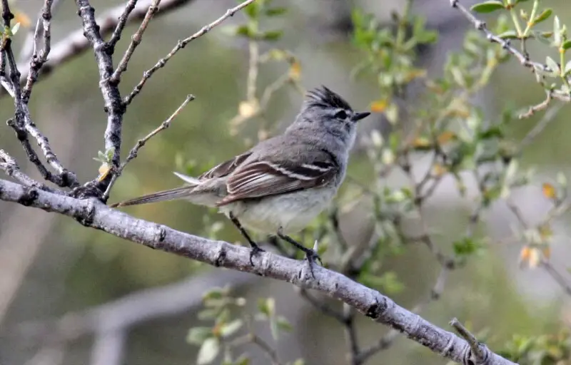 Straneck's tyrannulet - Facts, Diet, Habitat & Pictures on Animalia.bio