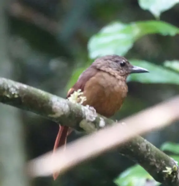 Streak-capped treehunter - Facts, Diet, Habitat & Pictures on Animalia.bio