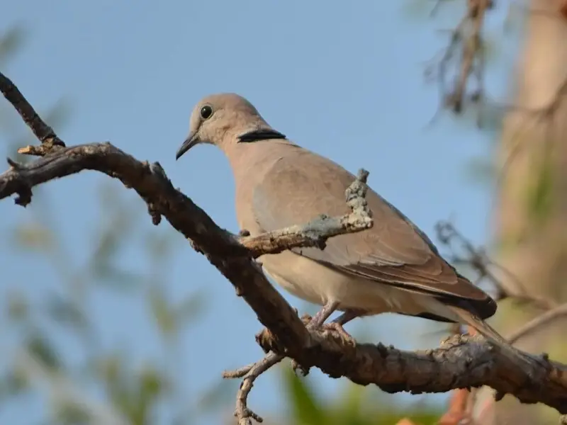 Ring-necked dove - Facts, Diet, Habitat & Pictures on Animalia.bio