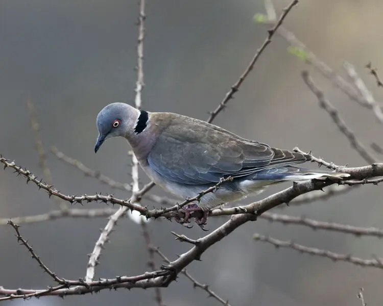 Mourning collared dove - Facts, Diet, Habitat & Pictures on Animalia.bio