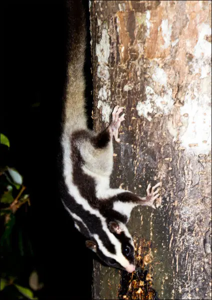 Striped Possum - Facts, Diet, Habitat & Pictures on Animalia.bio