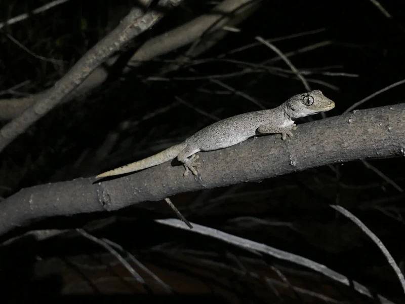 Northern spiny-tailed gecko - Facts, Diet, Habitat & Pictures on ...